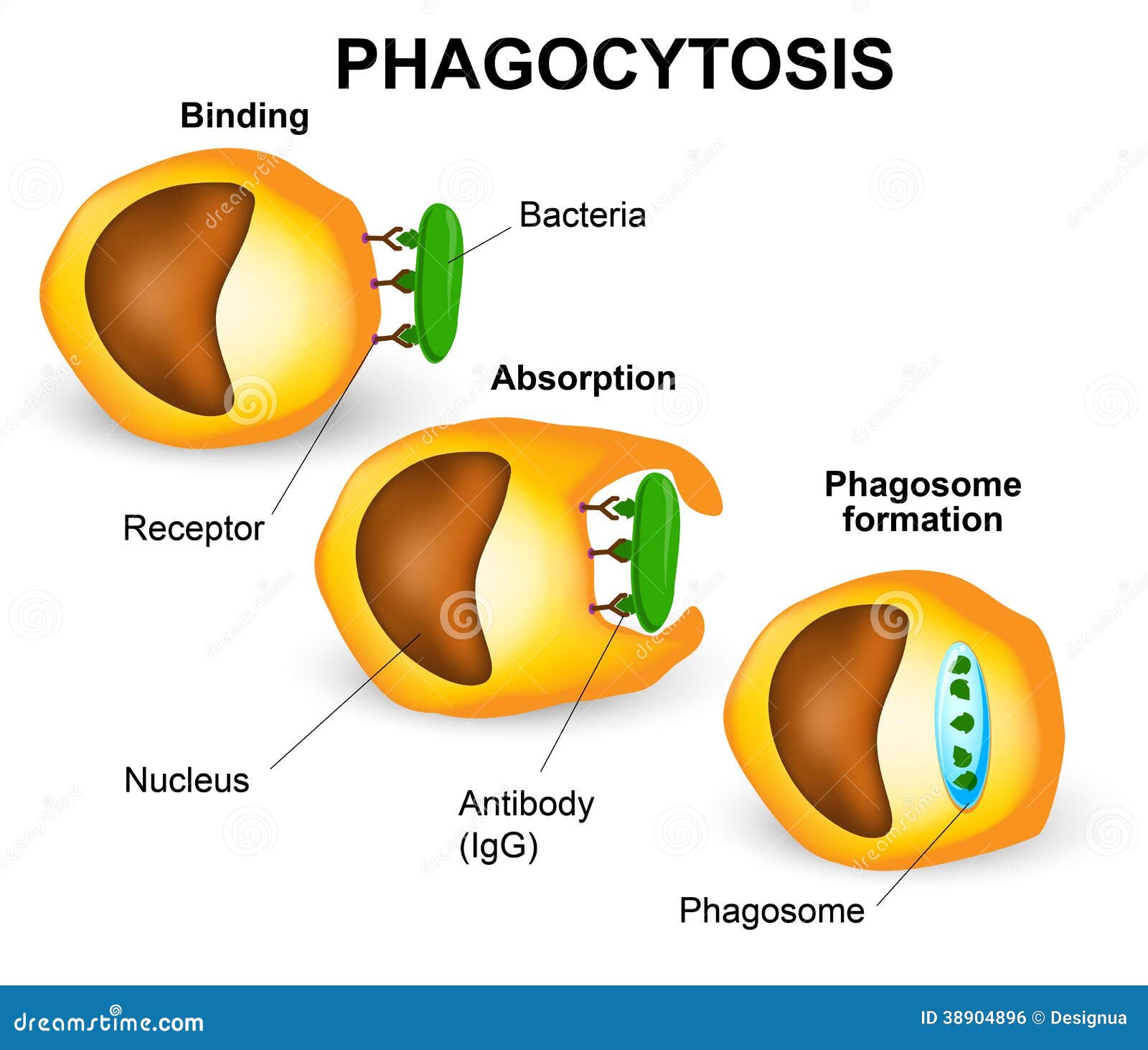 Fagocytose stock illustratie. Illustration of spijsverterings - 38904896