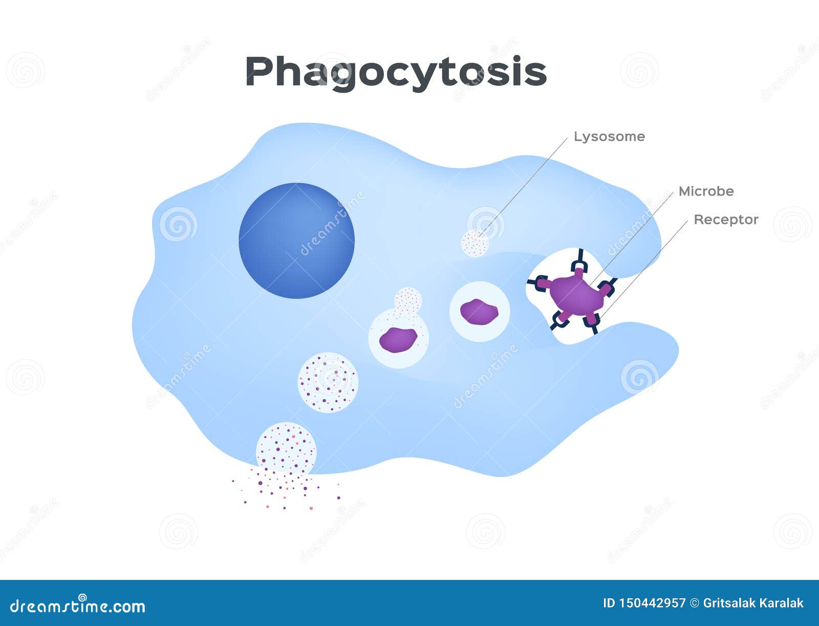 Fagocytose in Drie Stappen Menselijke Immuunsysteemvector Cel Het Eten ...