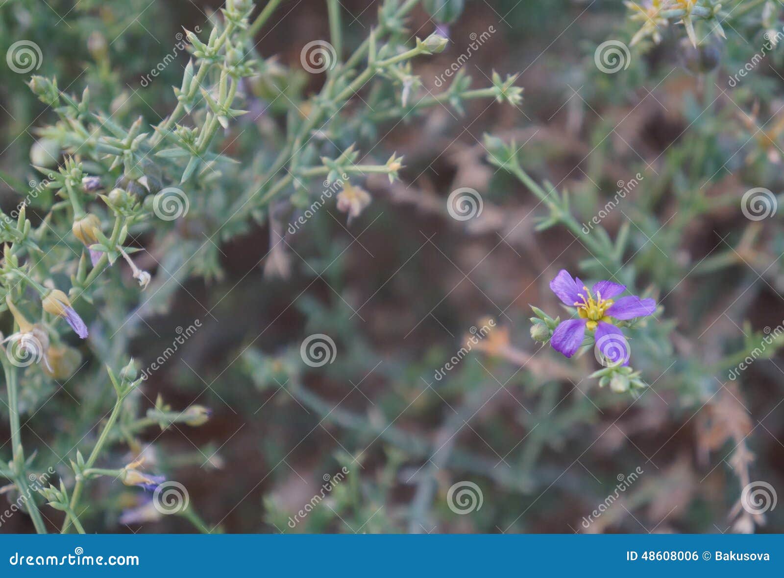 Fagonia Arabica blossom stock photo. Image of flora, middle - 48608006