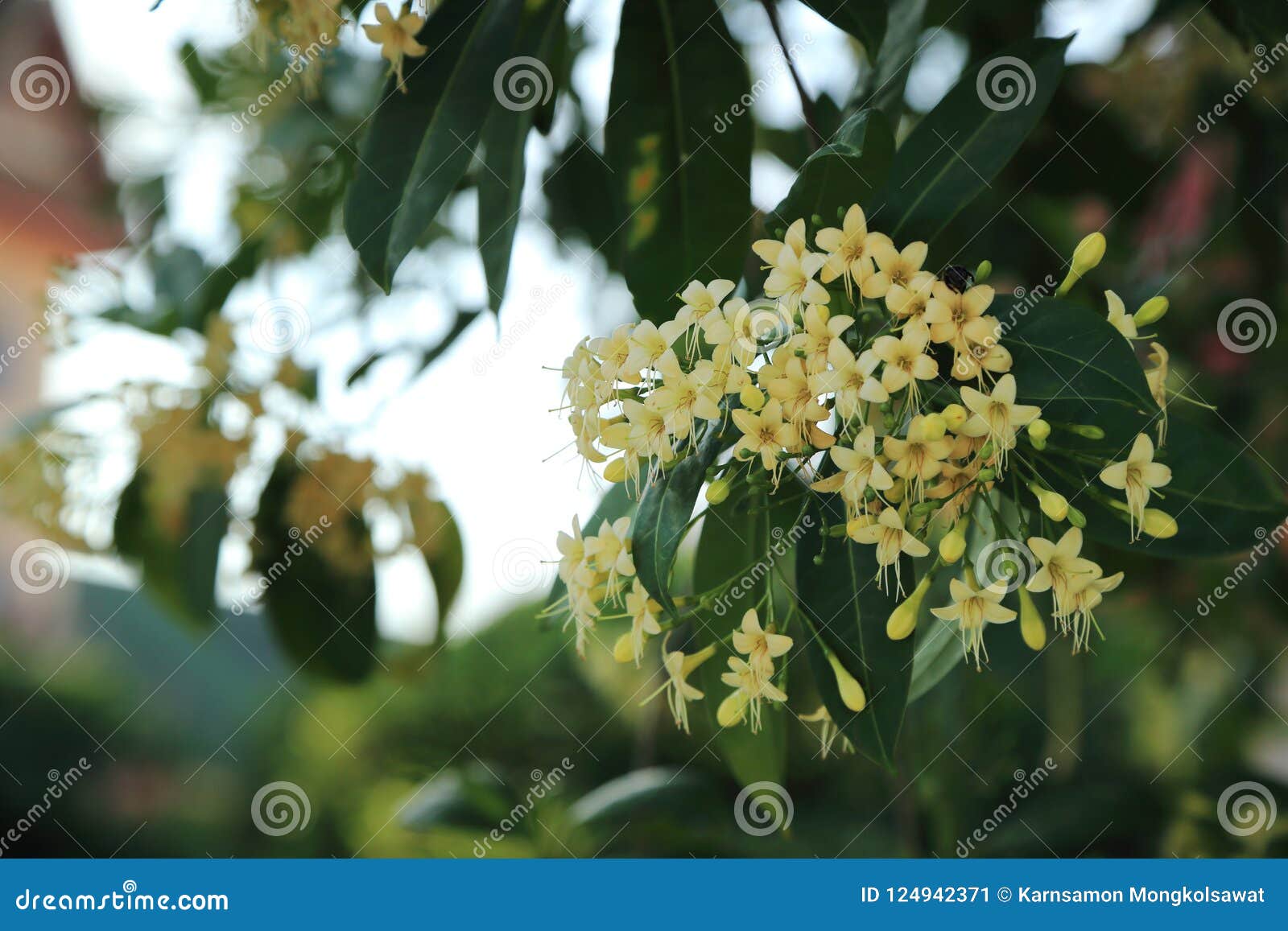 Tembusu Leaf (Fagraea Fragrans Roxb.) Isolated On White Backgrou ...