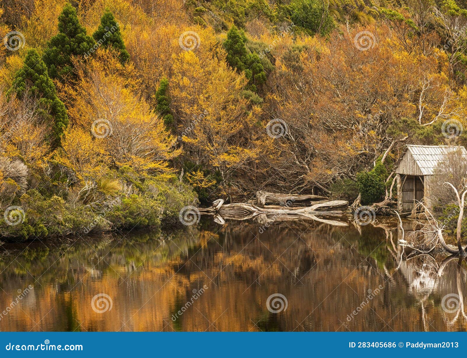 Fagus is a Deciduous Beech Tree in Tasmania. Stock Photo - Image of ...