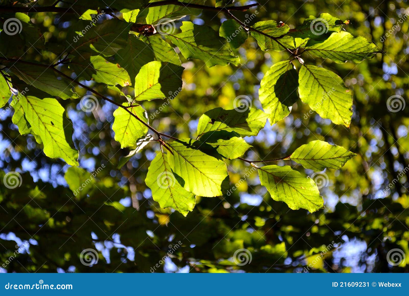 Fagus sylvatica stock image. Image of gaps, light, foreground - 21609231