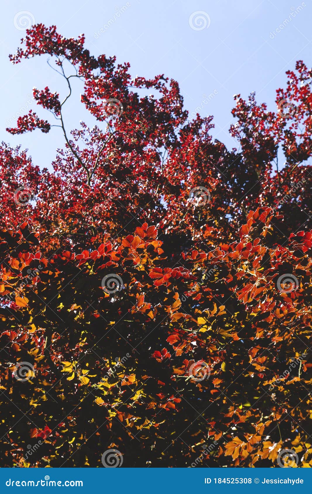 Fagus Sylvatica F. Purpurea or Copper Beech Tree Red Foliage Stock ...