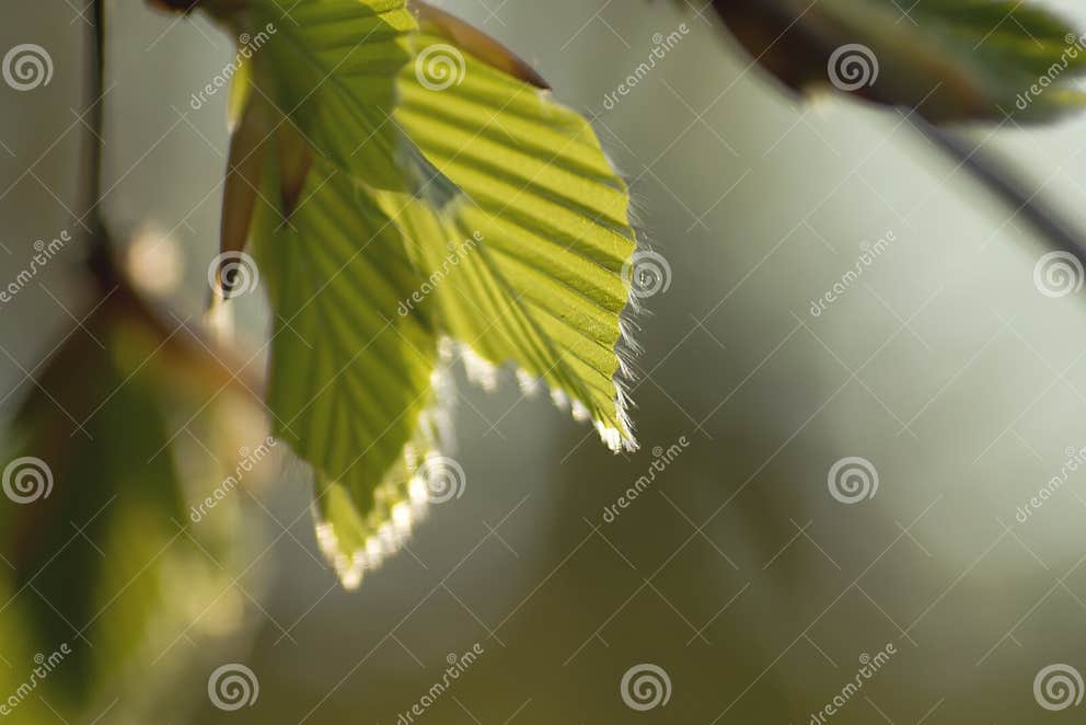 Leaves sprouting in spring stock image. Image of season - 96309109