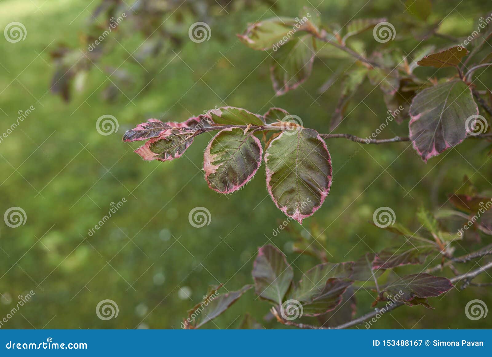 Fagus Sylvatica Purpurea Tricolor Tree Stock Image - Image of sylvatica ...