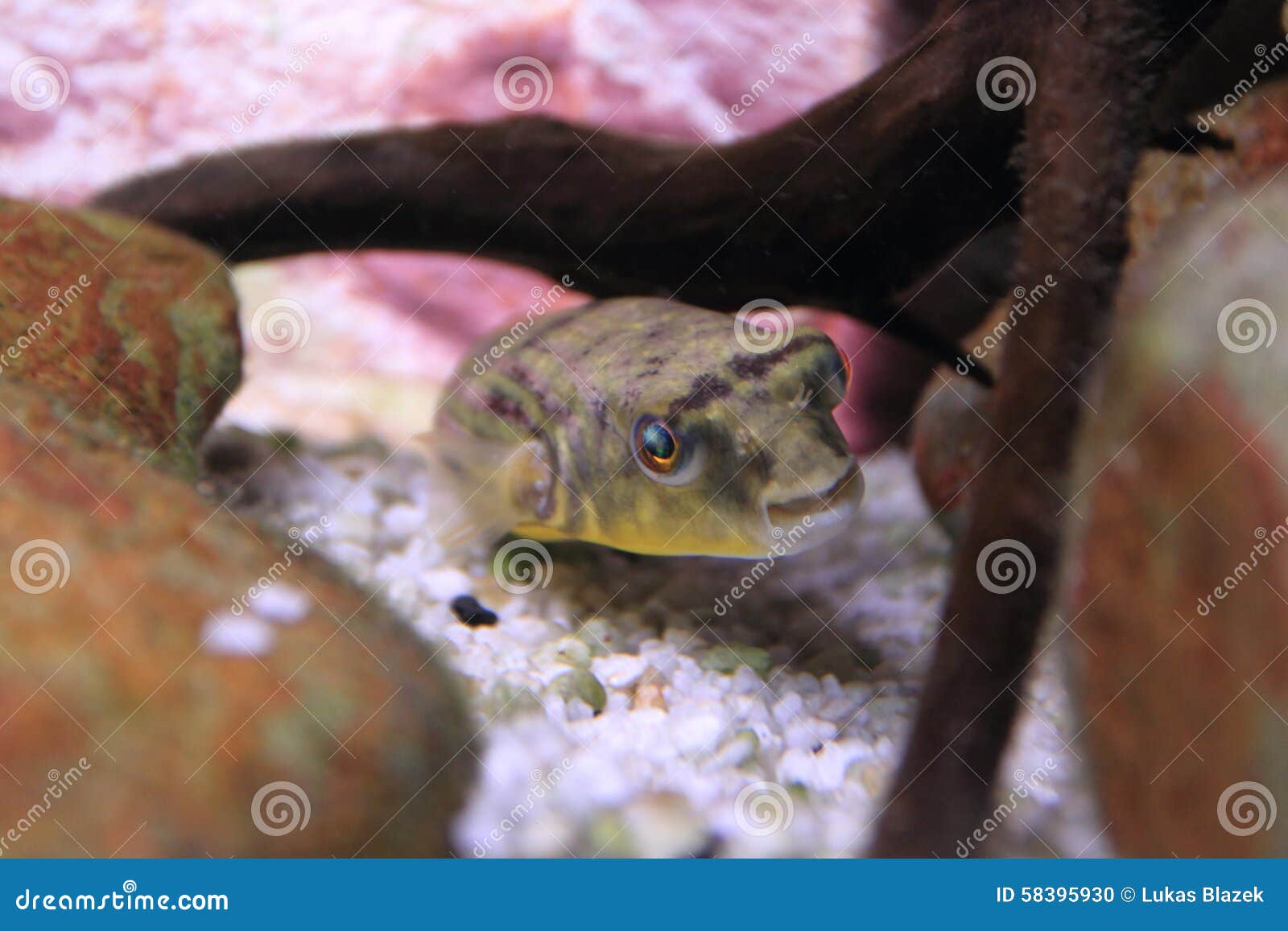 Fahaka pufferfish stock photo. Image of globe, tropical - 58395930