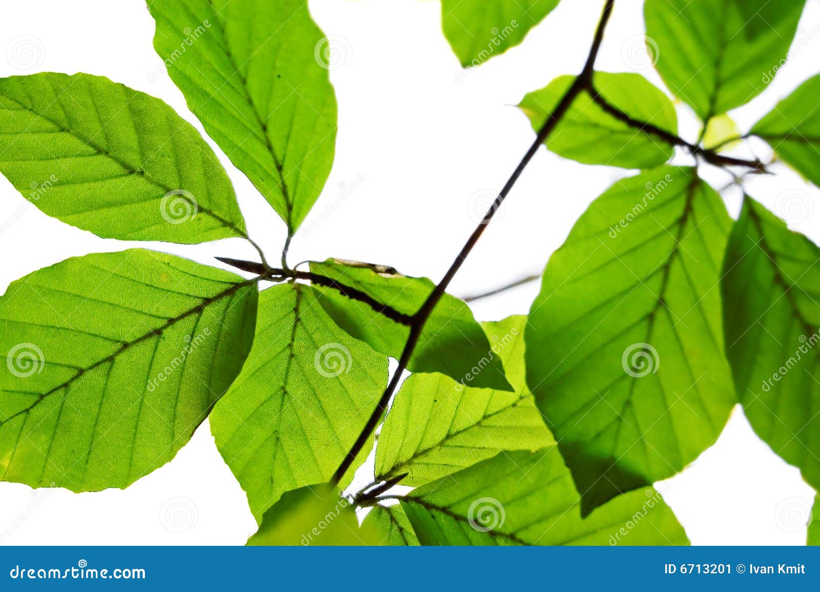 Faia imagem de stock. Imagem de bosque, cultura, nave - 6713201