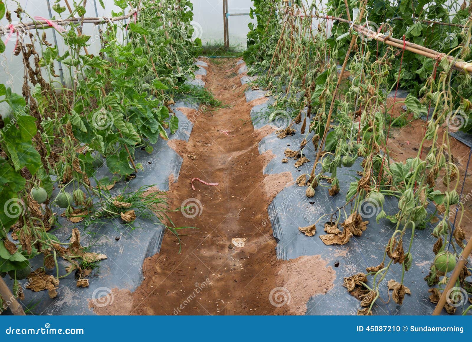 Fail melon crop stock photo. Image of melon, fruit, crop - 45087210