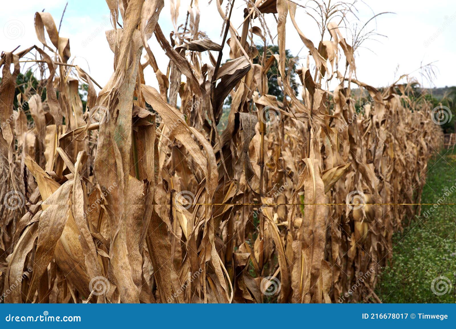 Failed Corn Crop, Climate Change Image Stock Image - Image of change ...
