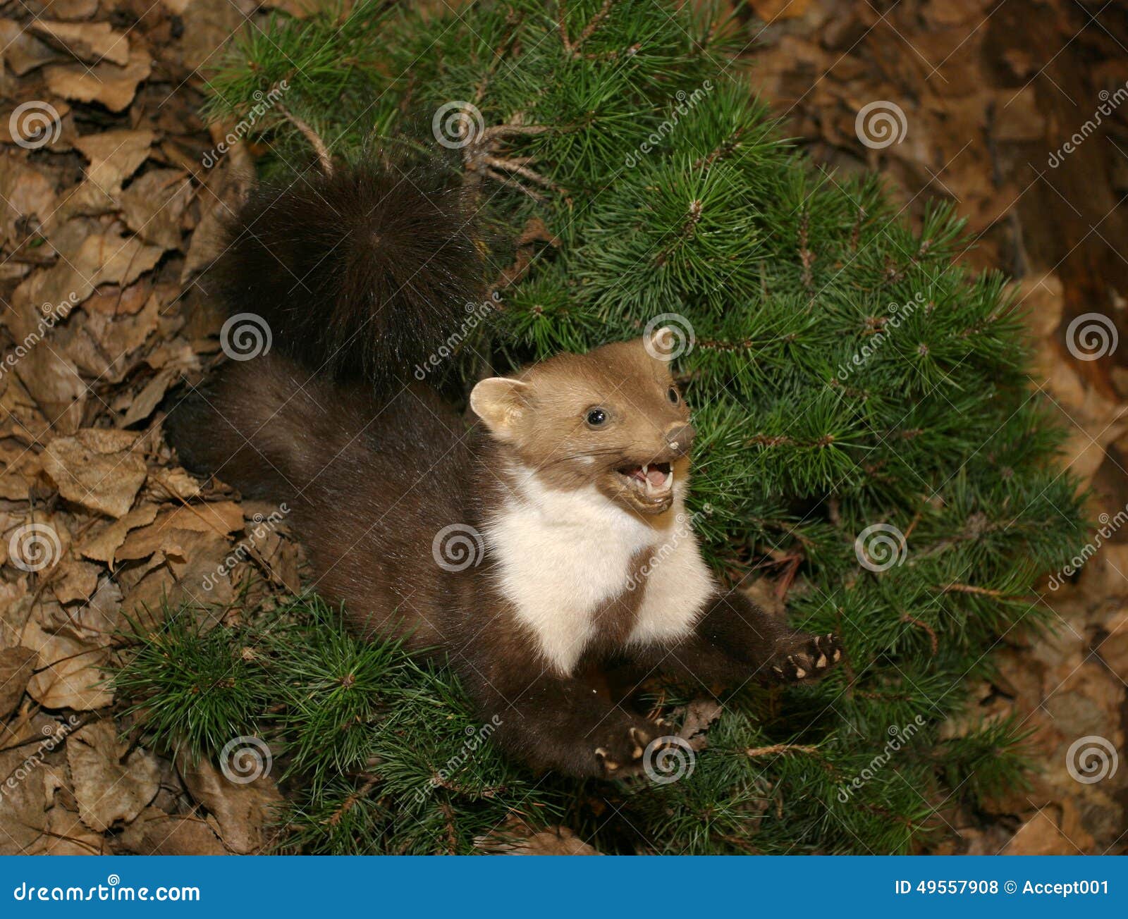 Faina fotografia stock. Immagine di natura, legno, marrone - 49557908