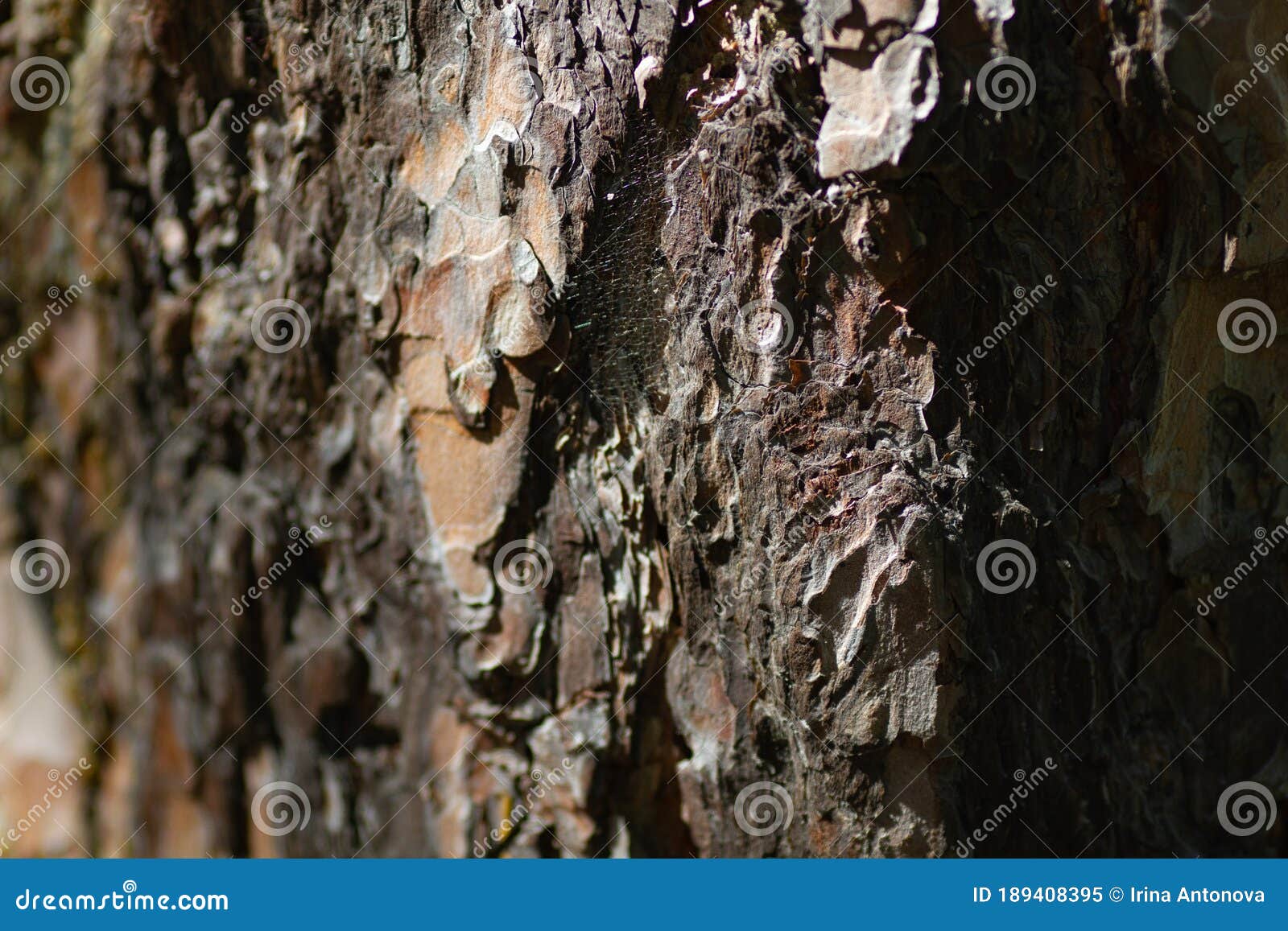 A Faint Cobweb on the Bark of a Pine Tree Stock Image - Image of gray ...