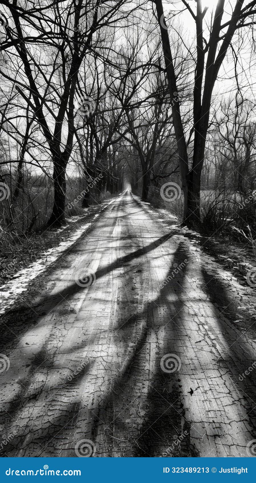 The Faint Outlines of Tree Branches Cast a Web of Shadows Across the ...
