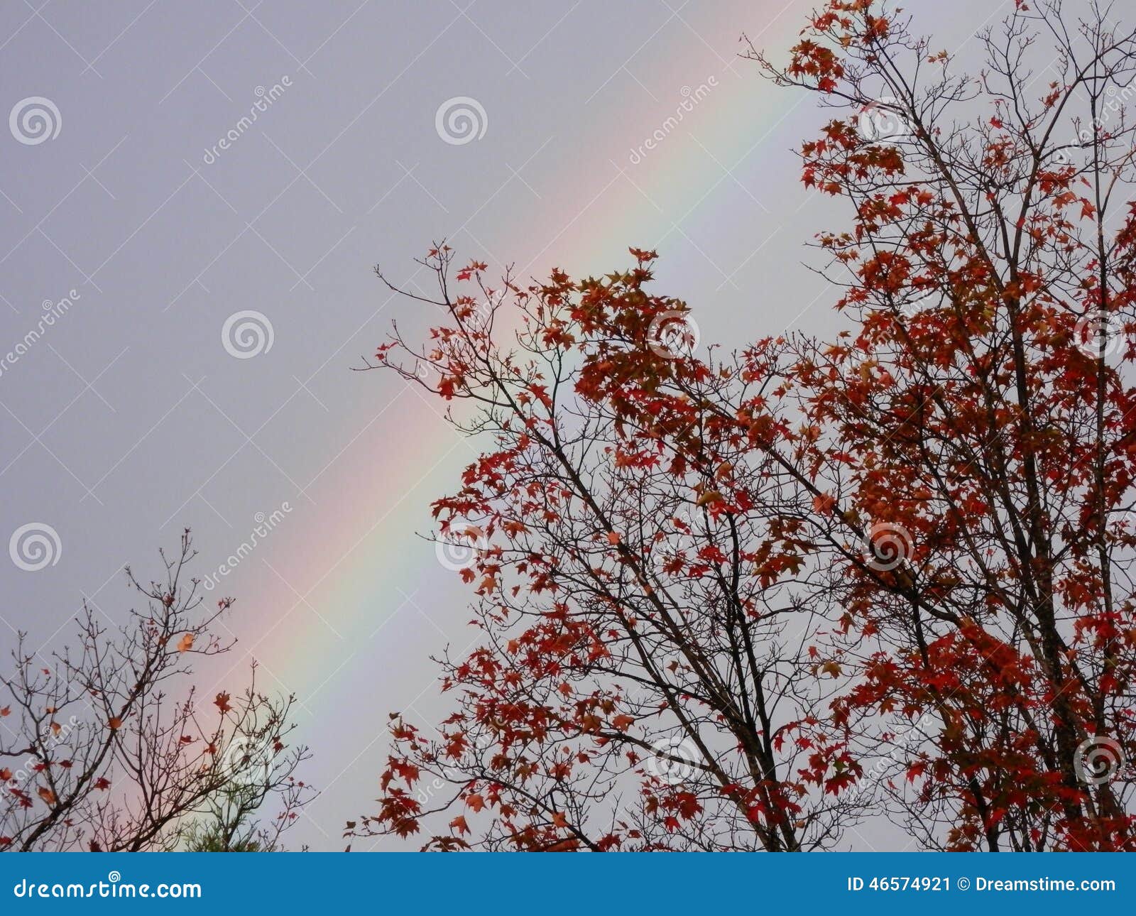 Faint Rainbow Over Autumn Trees Stock Photos - Free & Royalty-Free ...