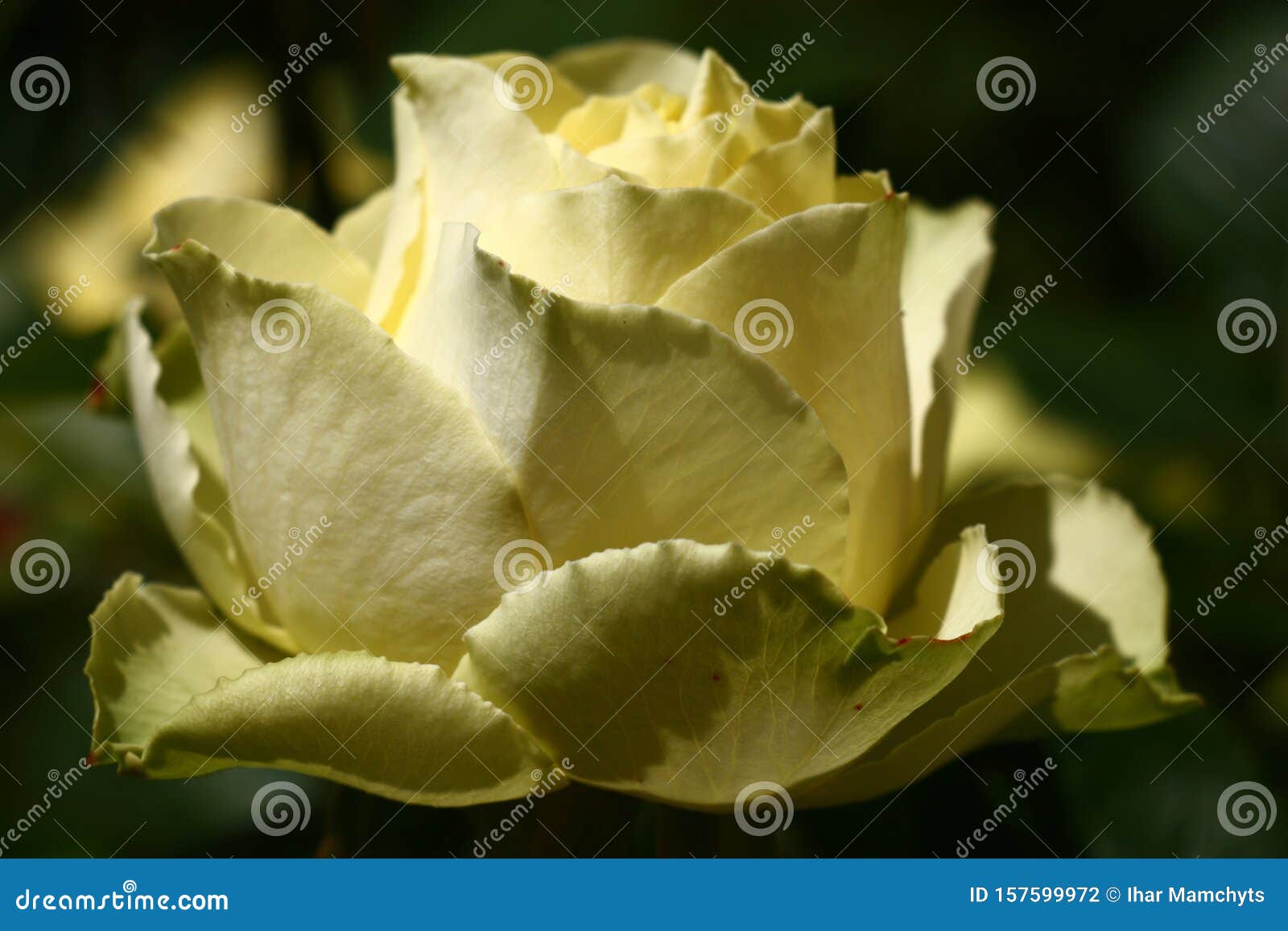 Faintly yellow rose. stock photo. Image of garden, nature - 157599972
