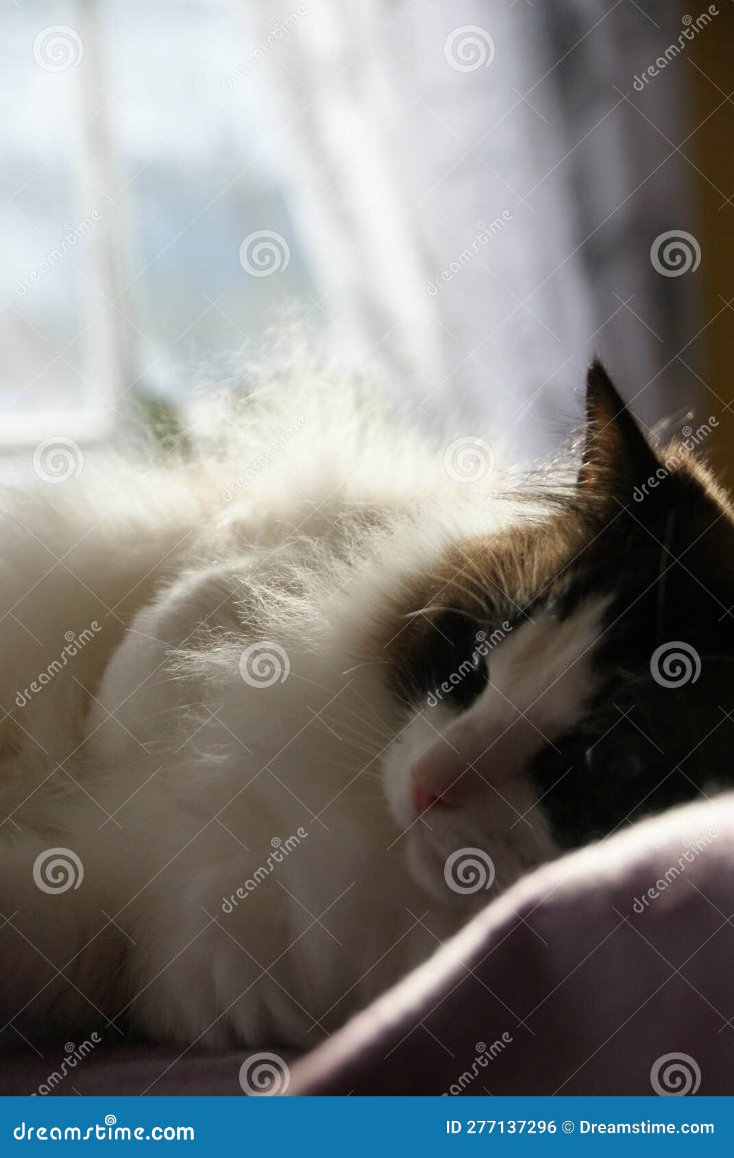 The Fair Cat Relaxing by the Window Stock Photo - Image of relaxing ...