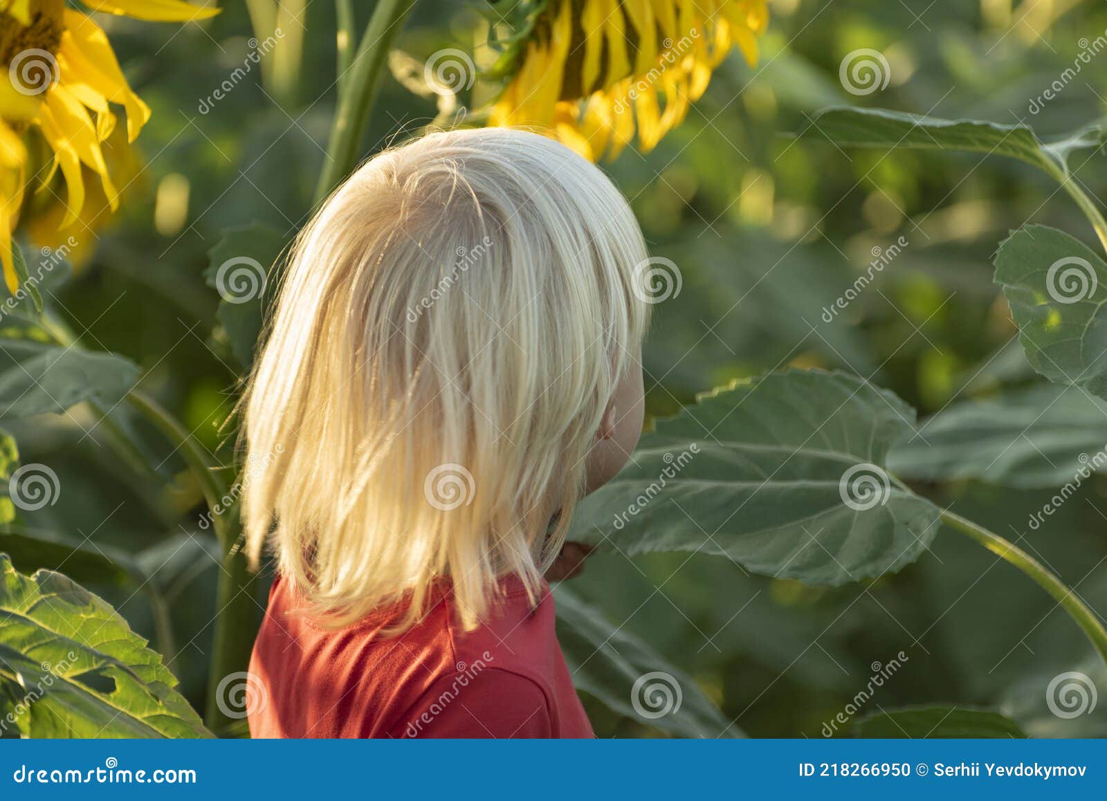 Fair-haired Child on Sunflowers Field, Back View. Blond Child Stock ...