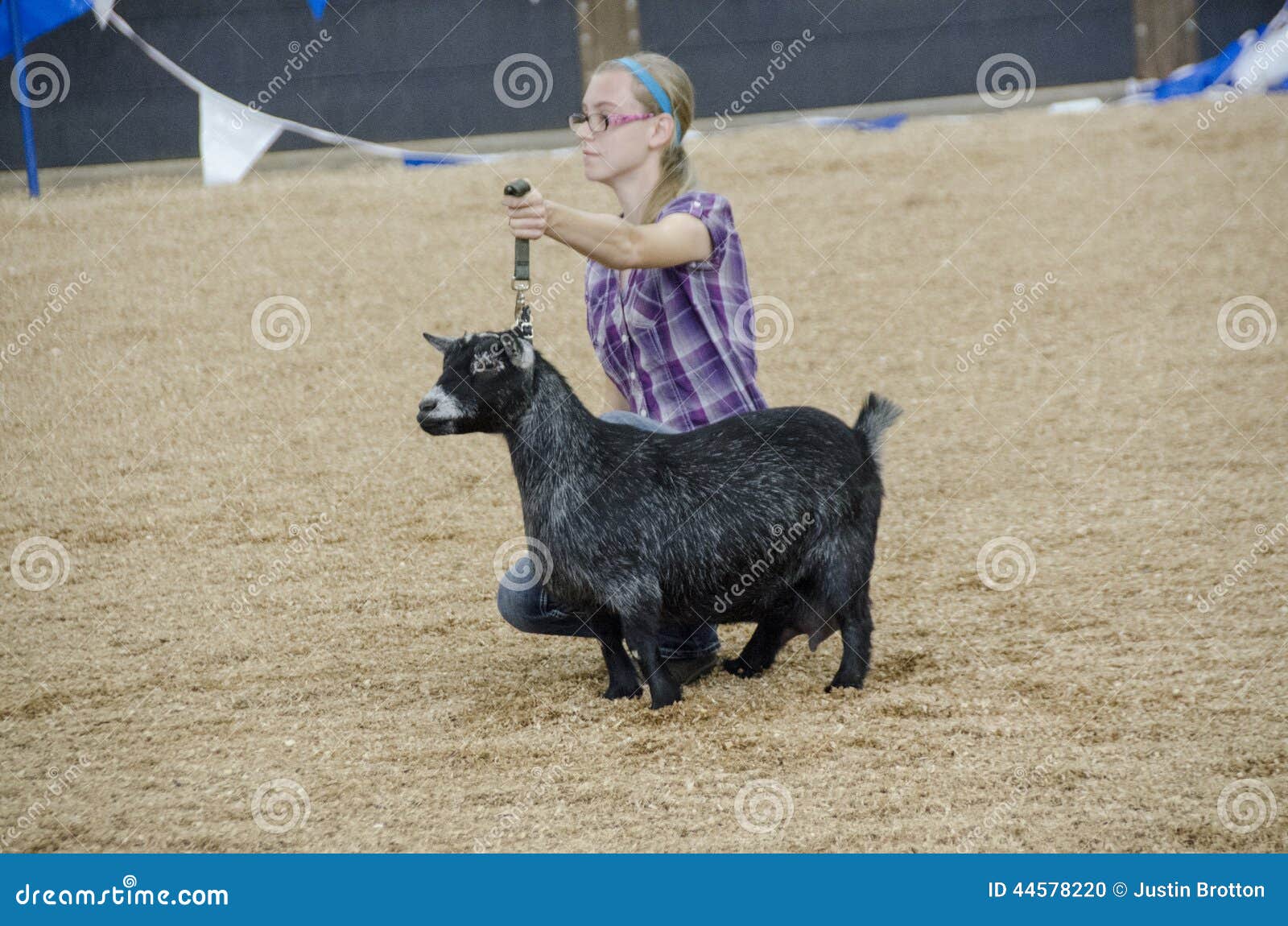 Fair Judging of Goat Contest Editorial Image - Image of farm, judging ...