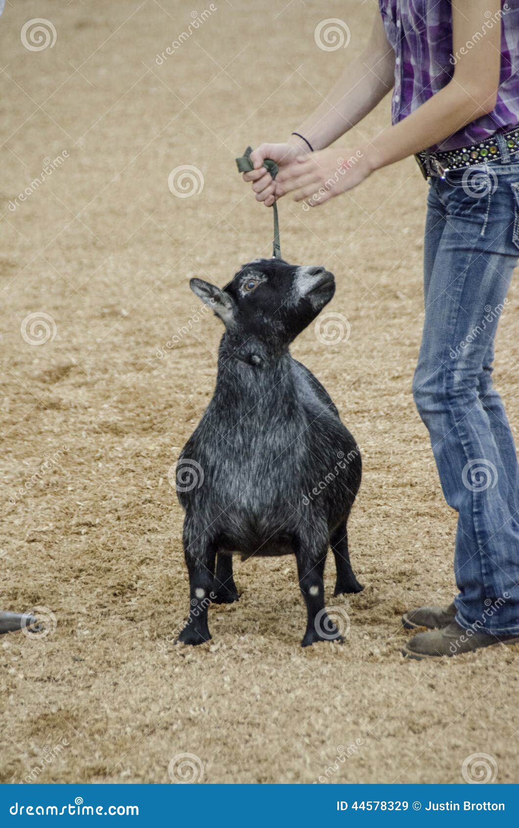 Fair Judging of Goat Contest Editorial Stock Image - Image of mammal ...