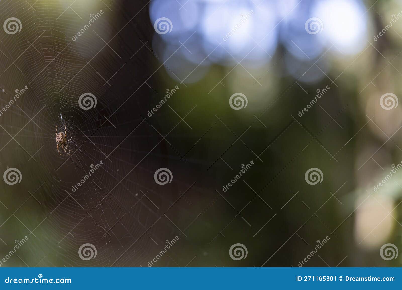 Spider Hanging on Web in Forest Stock Image - Image of close, copy ...