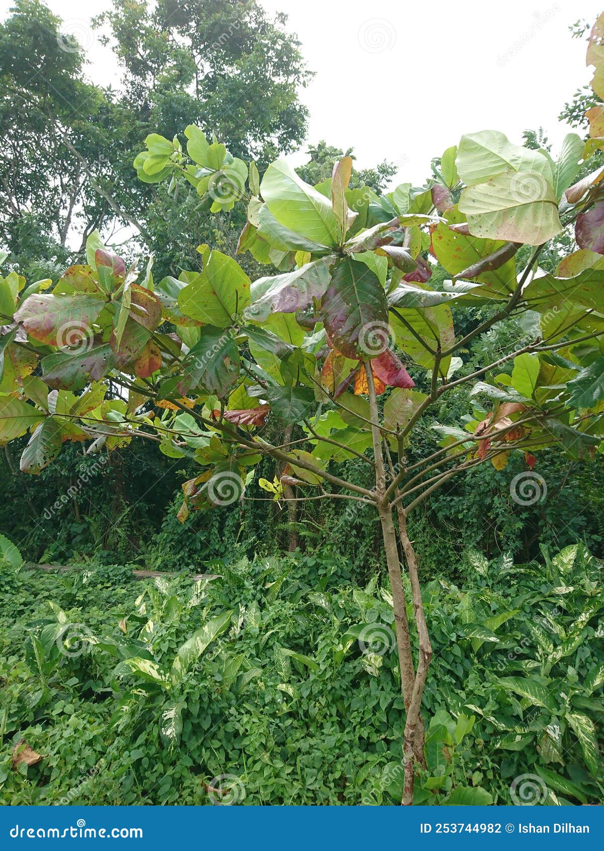 Terminalia Catappa in Green Environment. Stock Photo - Image of foliage ...