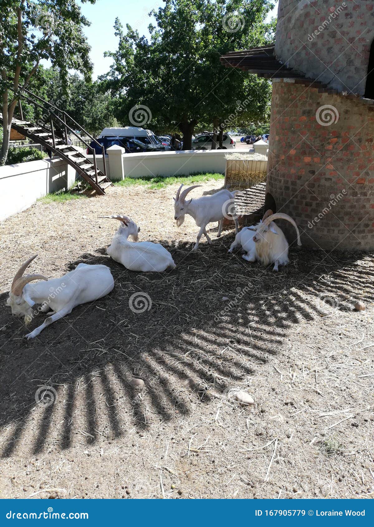 Two Billy Goats Royalty-Free Stock Photography | CartoonDealer.com ...