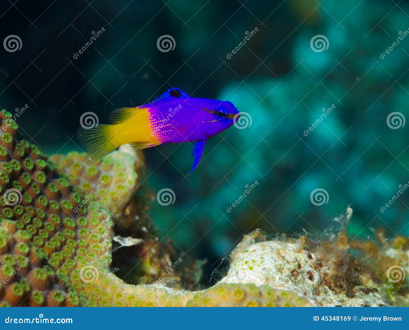 Fairy Basslet 03 stock image. Image of dutch, osteichthyes - 45348169