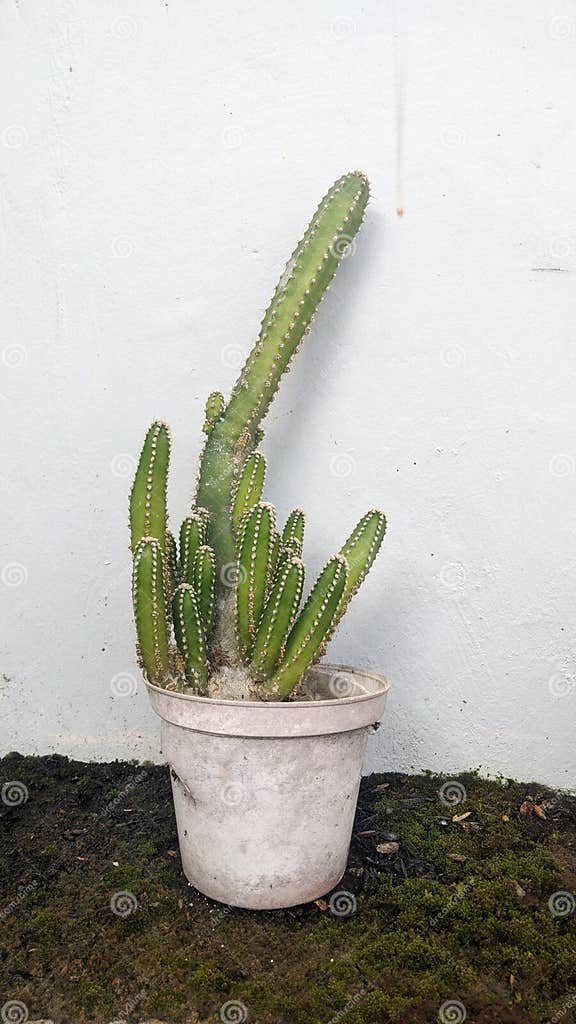 Fairy Castle Cactus Variegated in a Pot on Moss Stock Photo - Image of ...