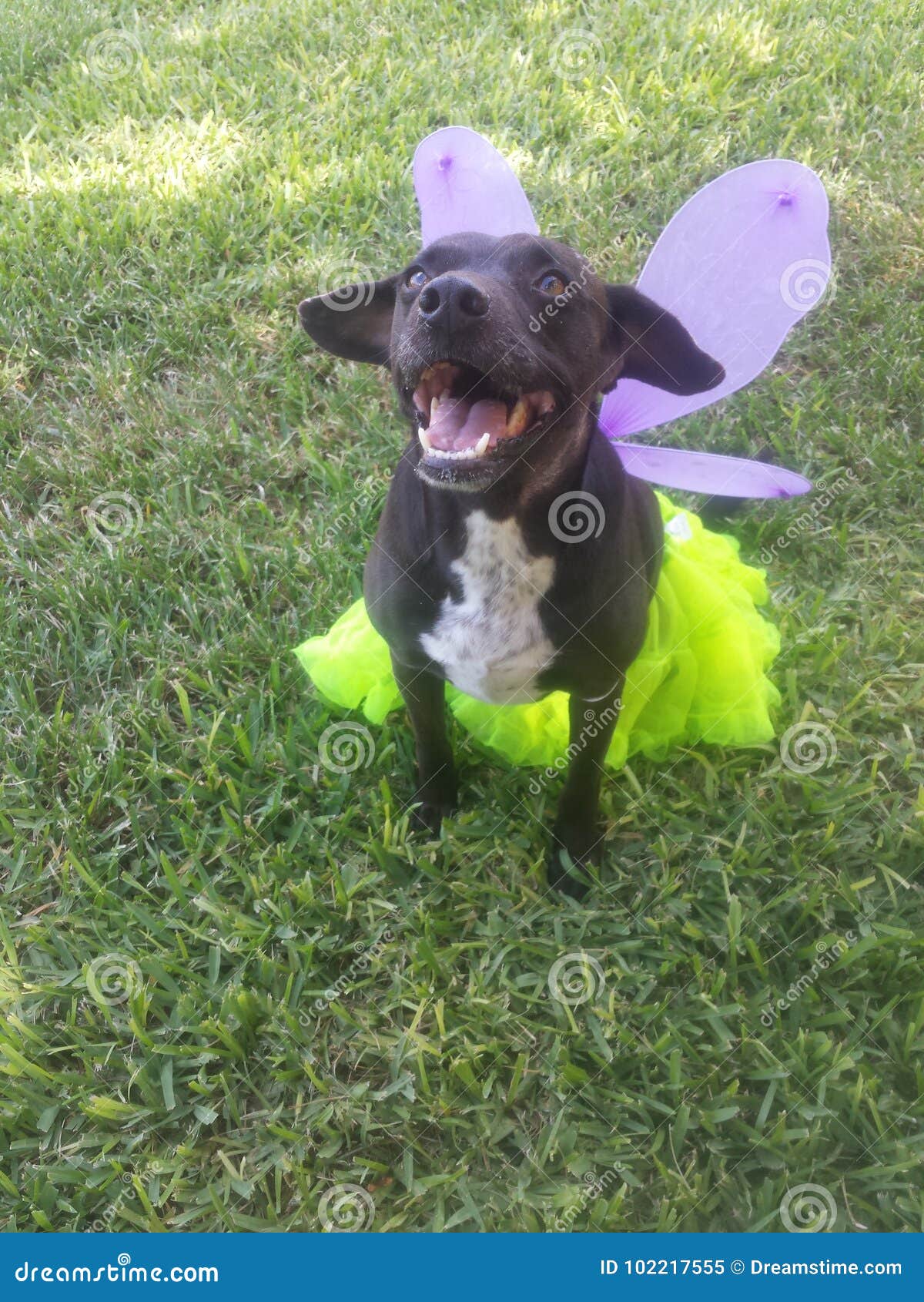 Fairy dog stock image. Image of costume, happy, fairy - 102217555