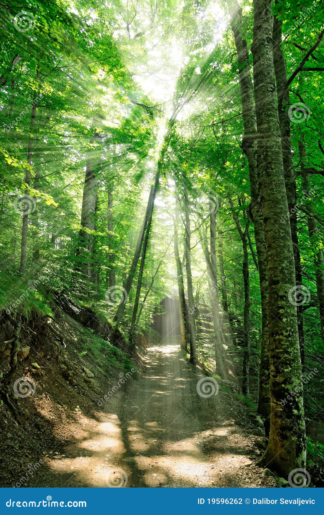 Fairy Forest stock photo. Image of reserve, deciduous - 19596262