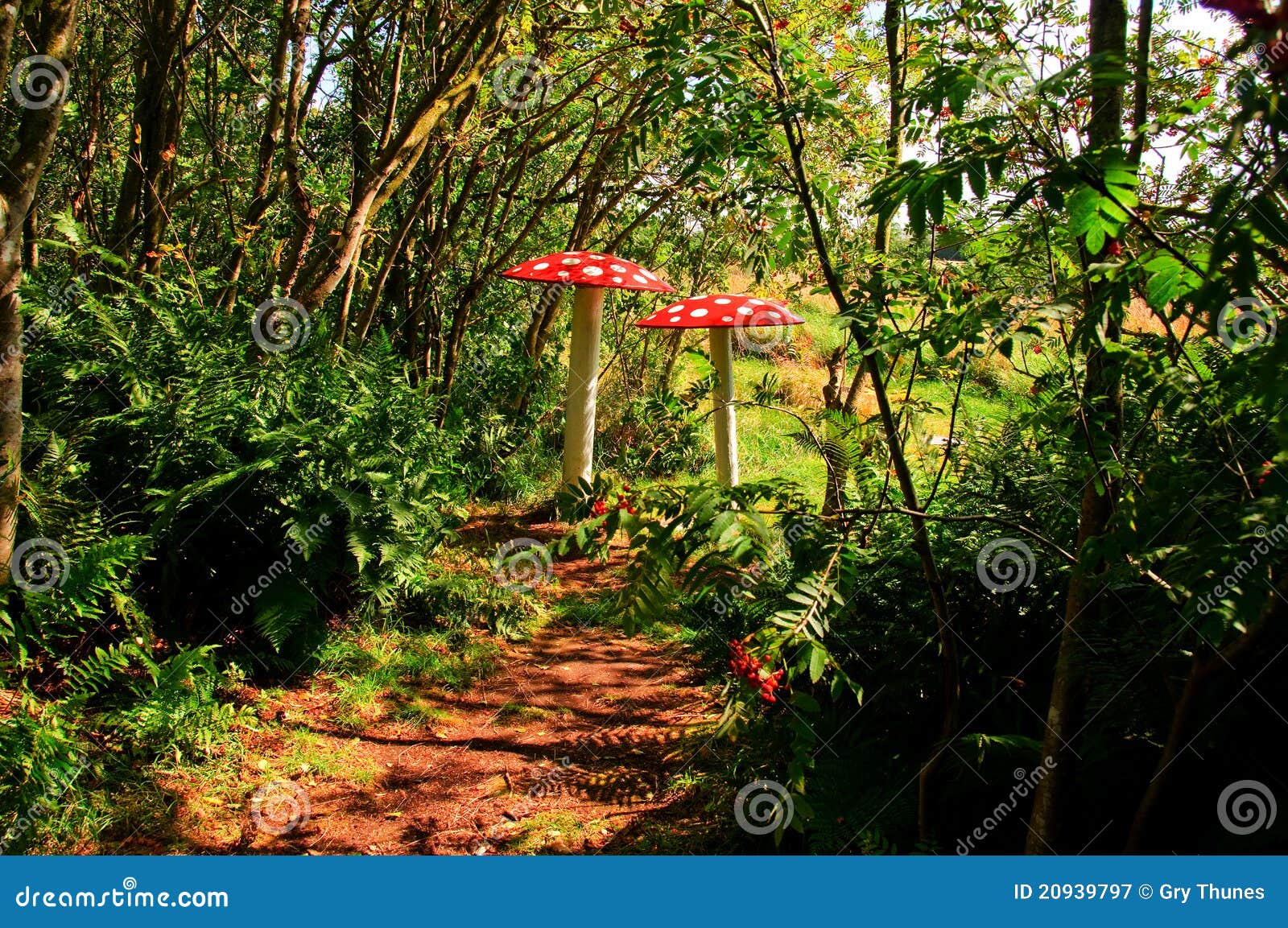 Fairy Ferns In The Knysna Forest, Western Cape, South Africa Royalty ...