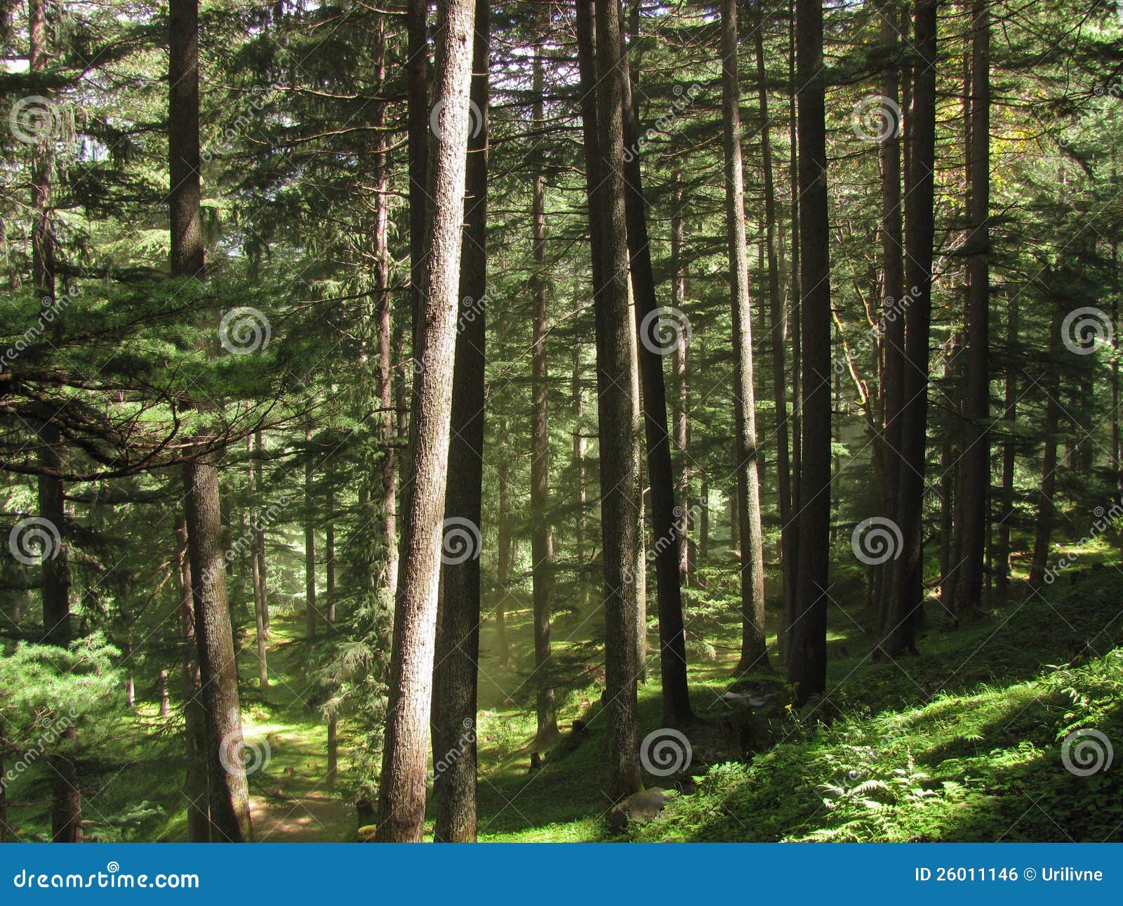 Fairy Forest stock photo. Image of pulga, leaves, branch - 26011146