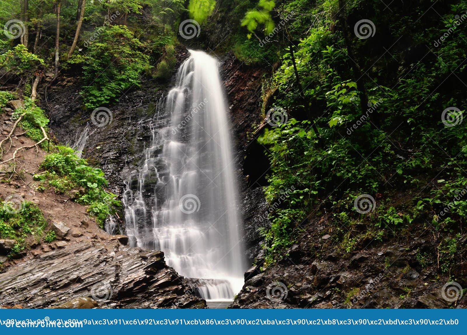 Fairy forest stock photo. Image of water, forest, earth - 57232220