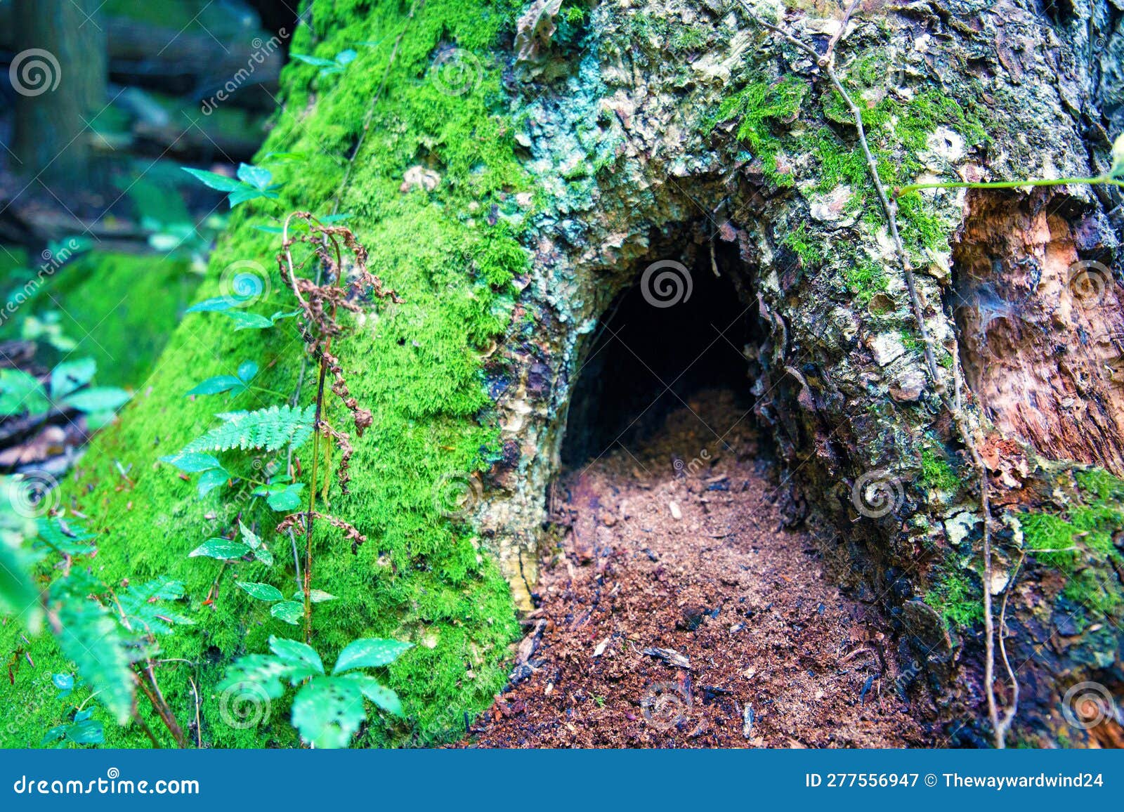 A Fairy Hole in the Tree Bottom Stock Image - Image of base, tree ...