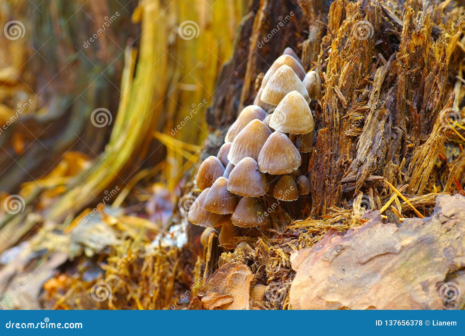 Fairy Inkcap or Coprinellus Disseminatus in Forest Stock Photo - Image ...