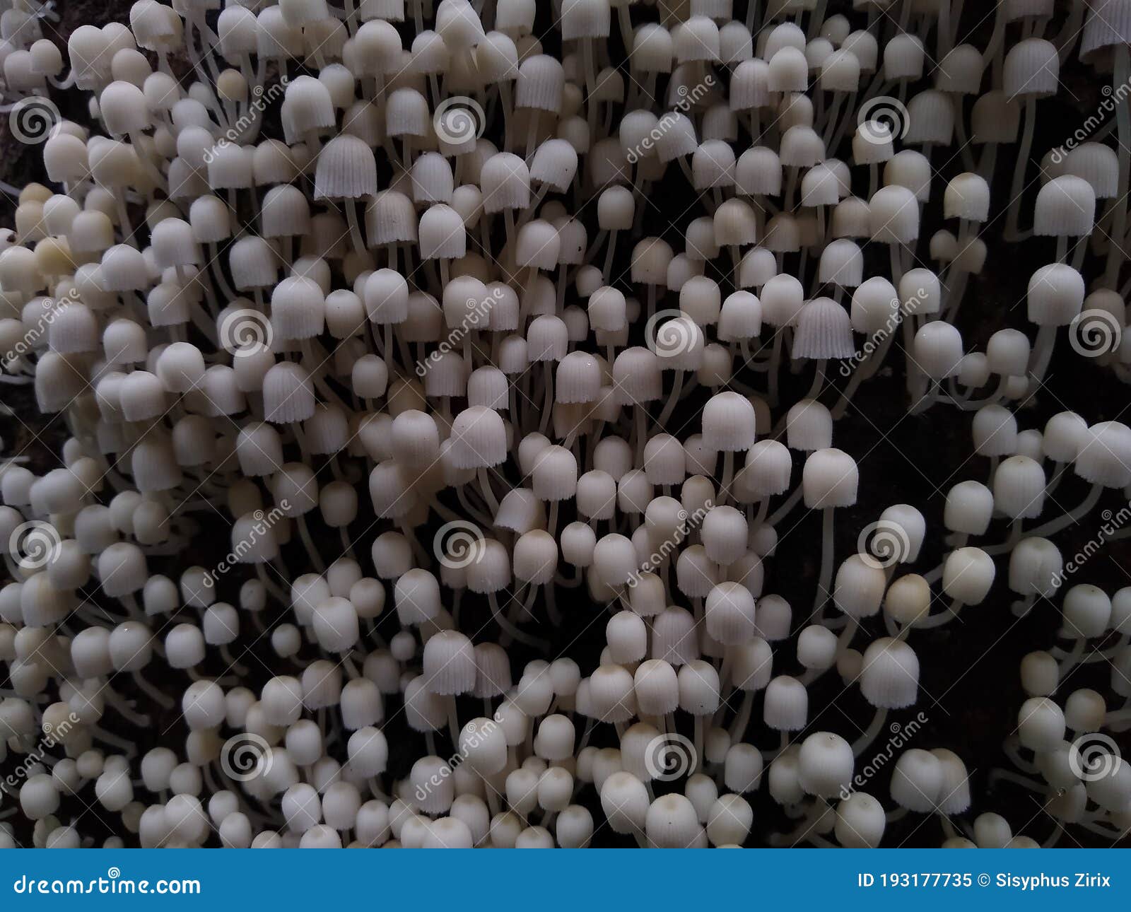Fairy Inkcap Tiny Small Mushrooms (Coprinellus Disseminatus ) Stock ...