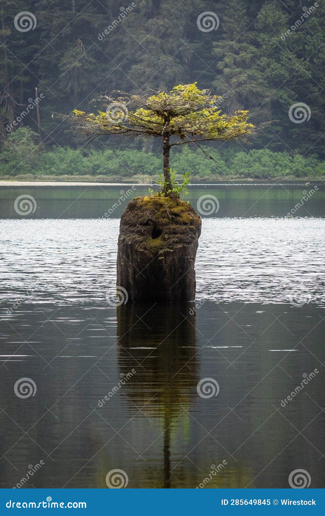 Fairy Lake Bonsai Tree Reflection Stock Image - Image of columbia ...