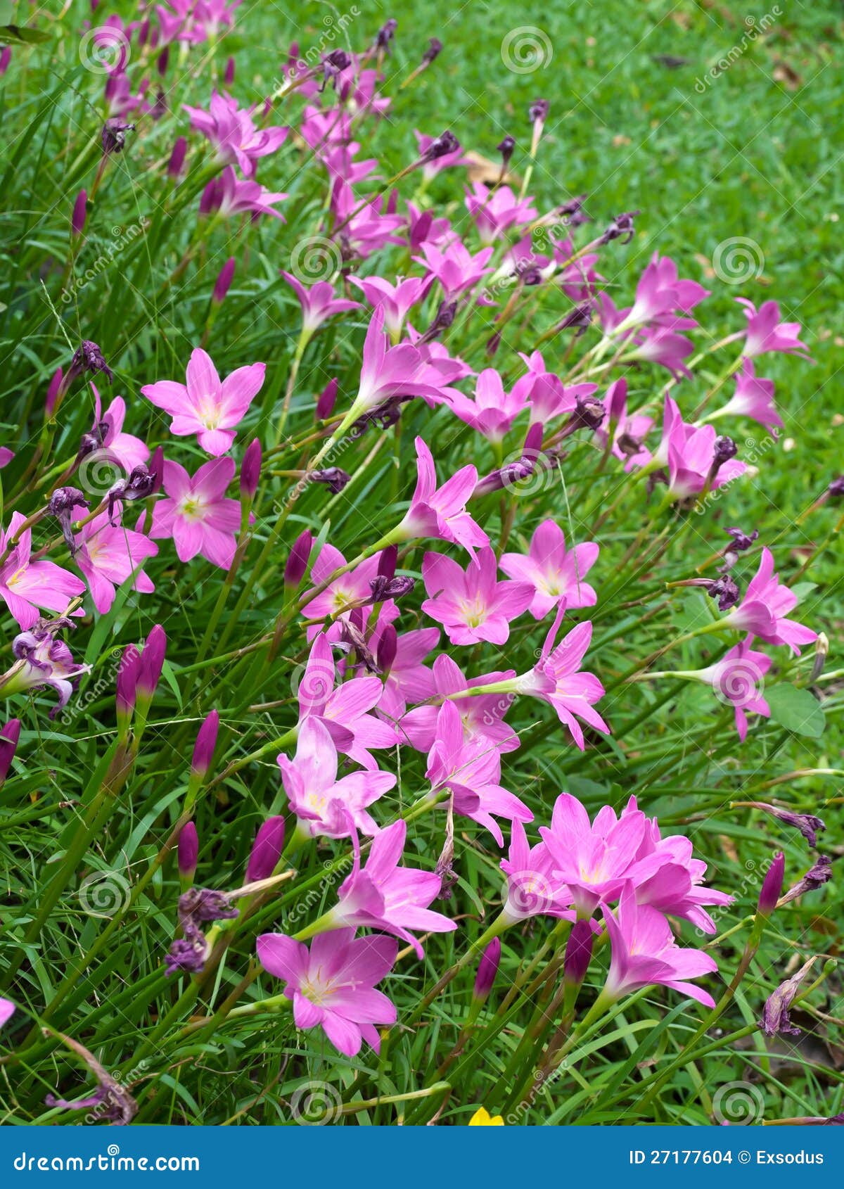 Fairy Lily Flower Stock Images - Image: 27177604