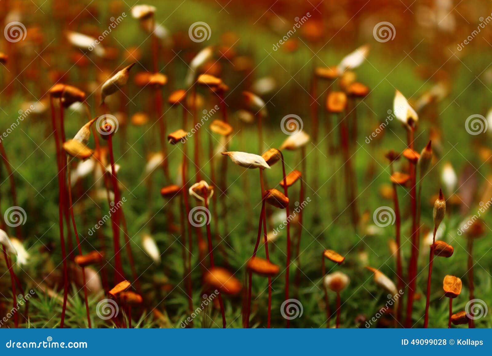 Fairy moss stock photo. Image of seed, fall, life, grass - 49099028