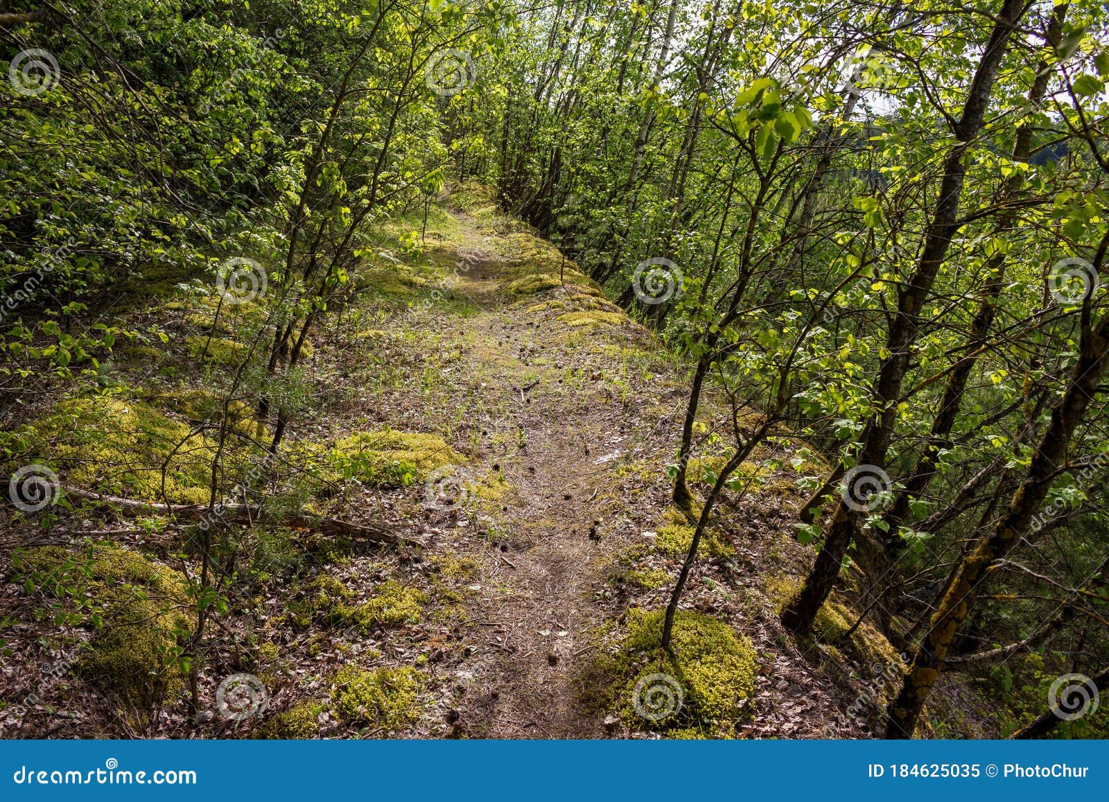Fairy Path on the Edge of a Cliff in the Forest Stock Image - Image of ...