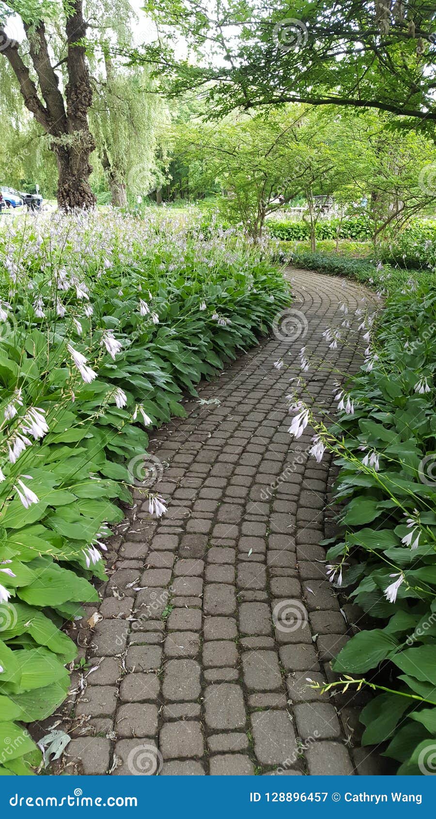 Fairy Path stock image. Image of blossom, trees, toronto - 128896457