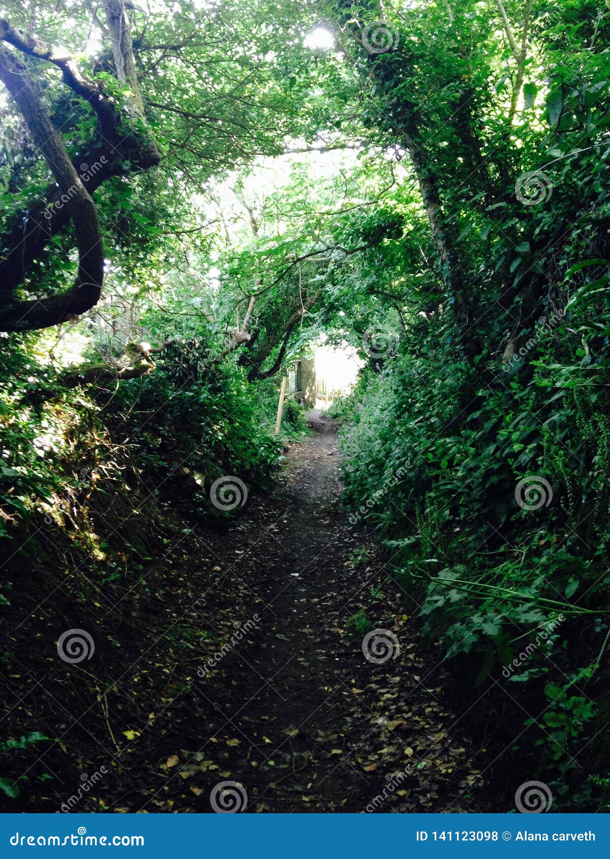 Fairy path stock photo. Image of explore, countryside - 141123098