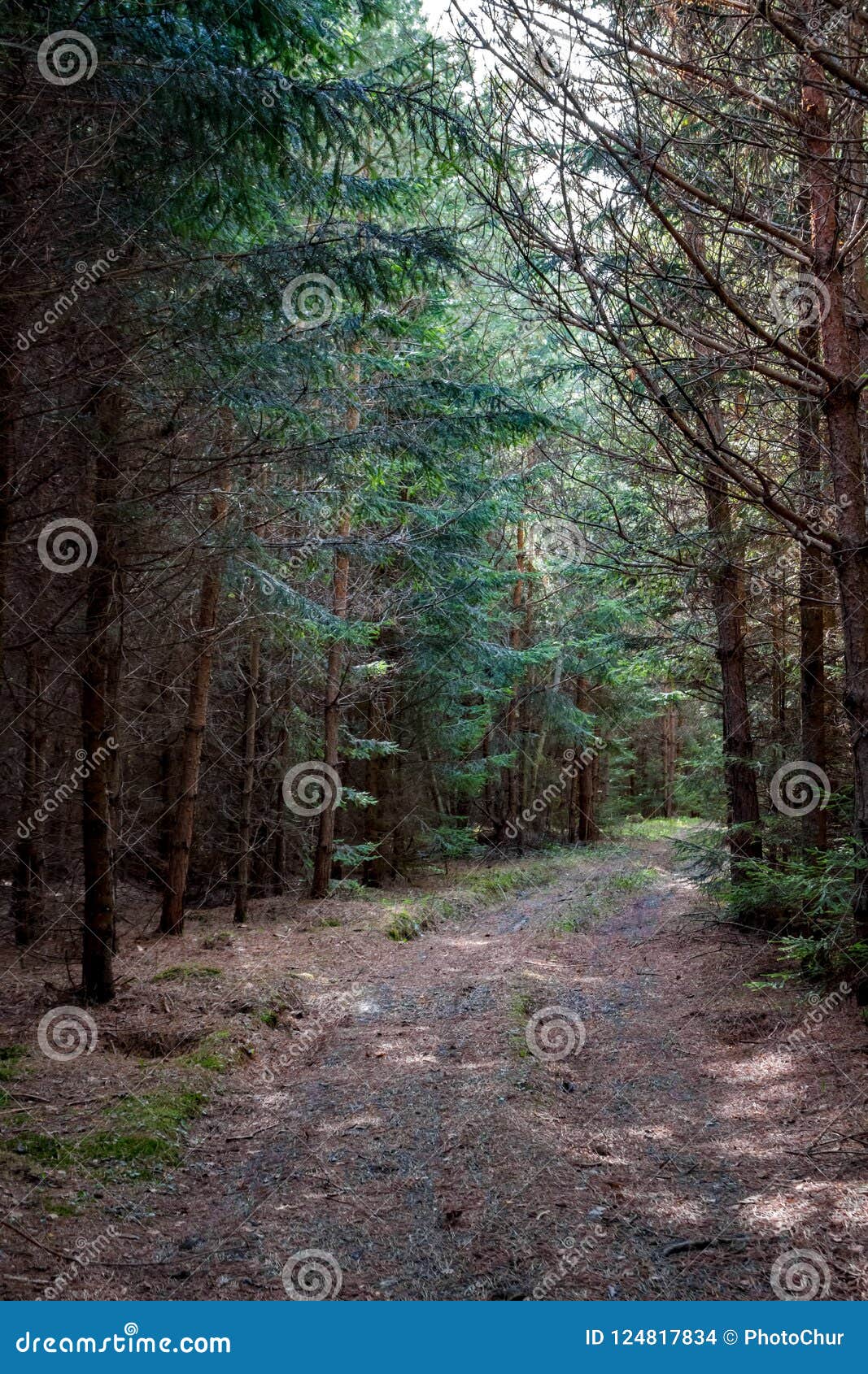 A Fairy Path through a Young Coniferous Forest Stock Photo - Image of ...