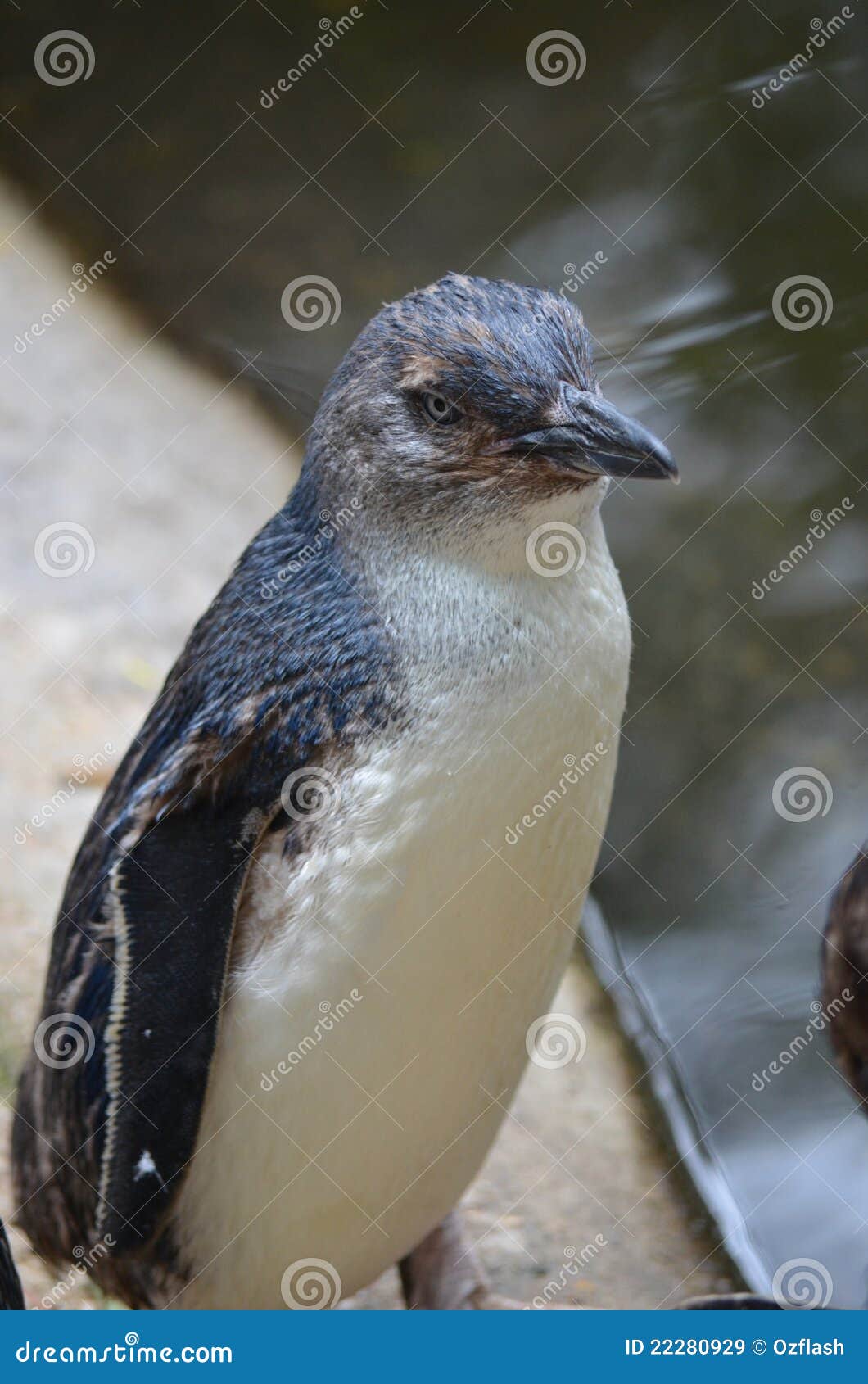 Fairy penguin stock image. Image of ocean, swimming, fairy - 22280929