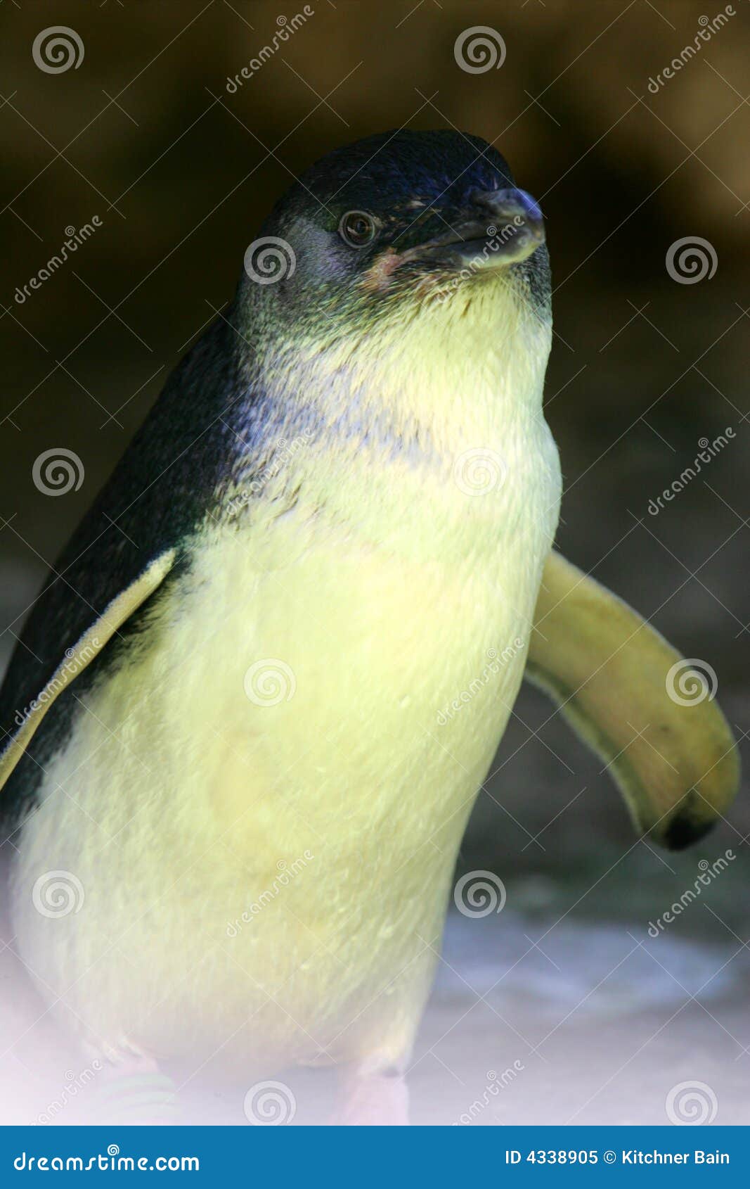 Fairy Penguin Royalty-Free Stock Image | CartoonDealer.com #28488406