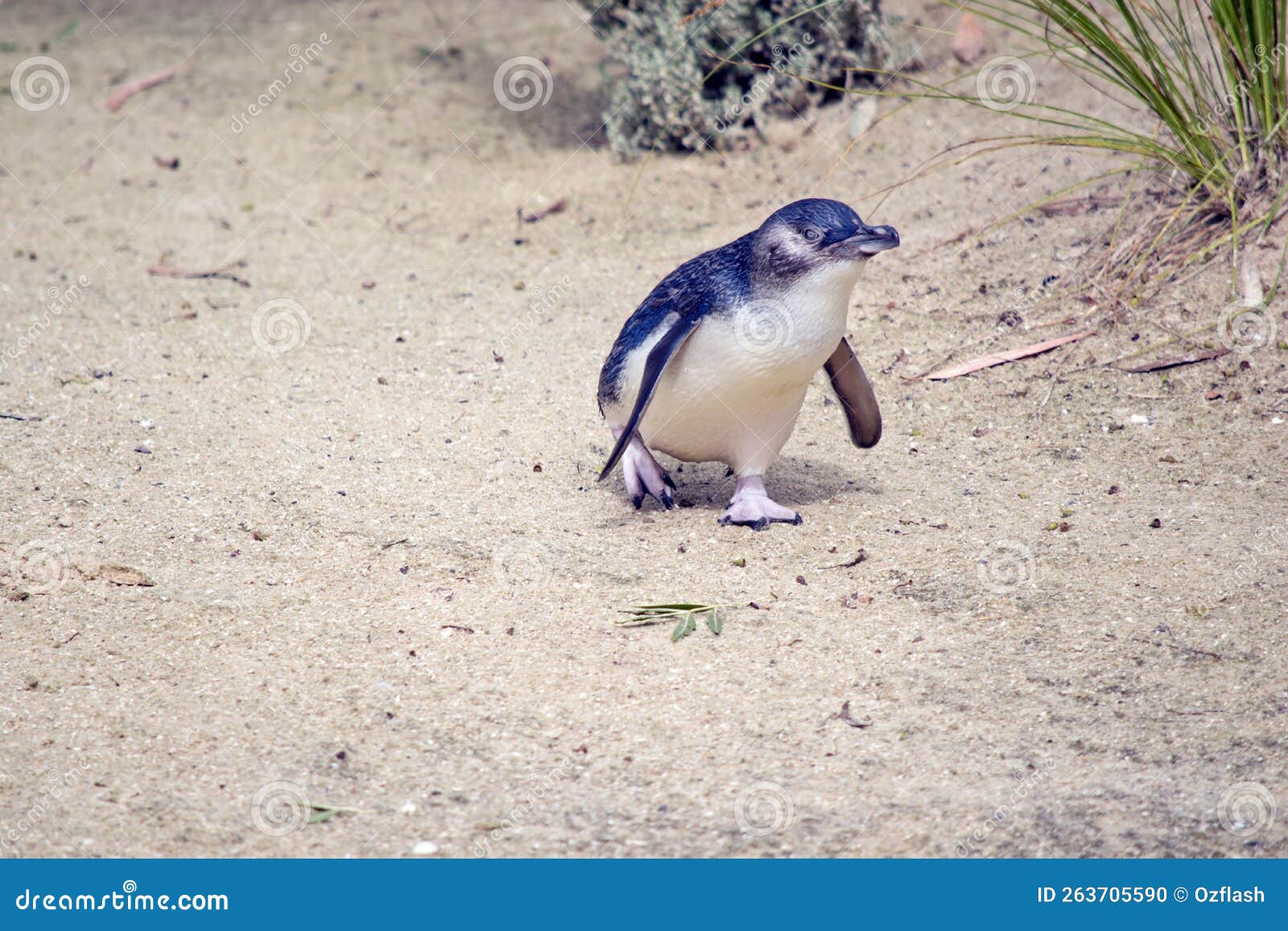 The Fairy Penguin is a Black and White Seabird that Cannot Fly Stock ...