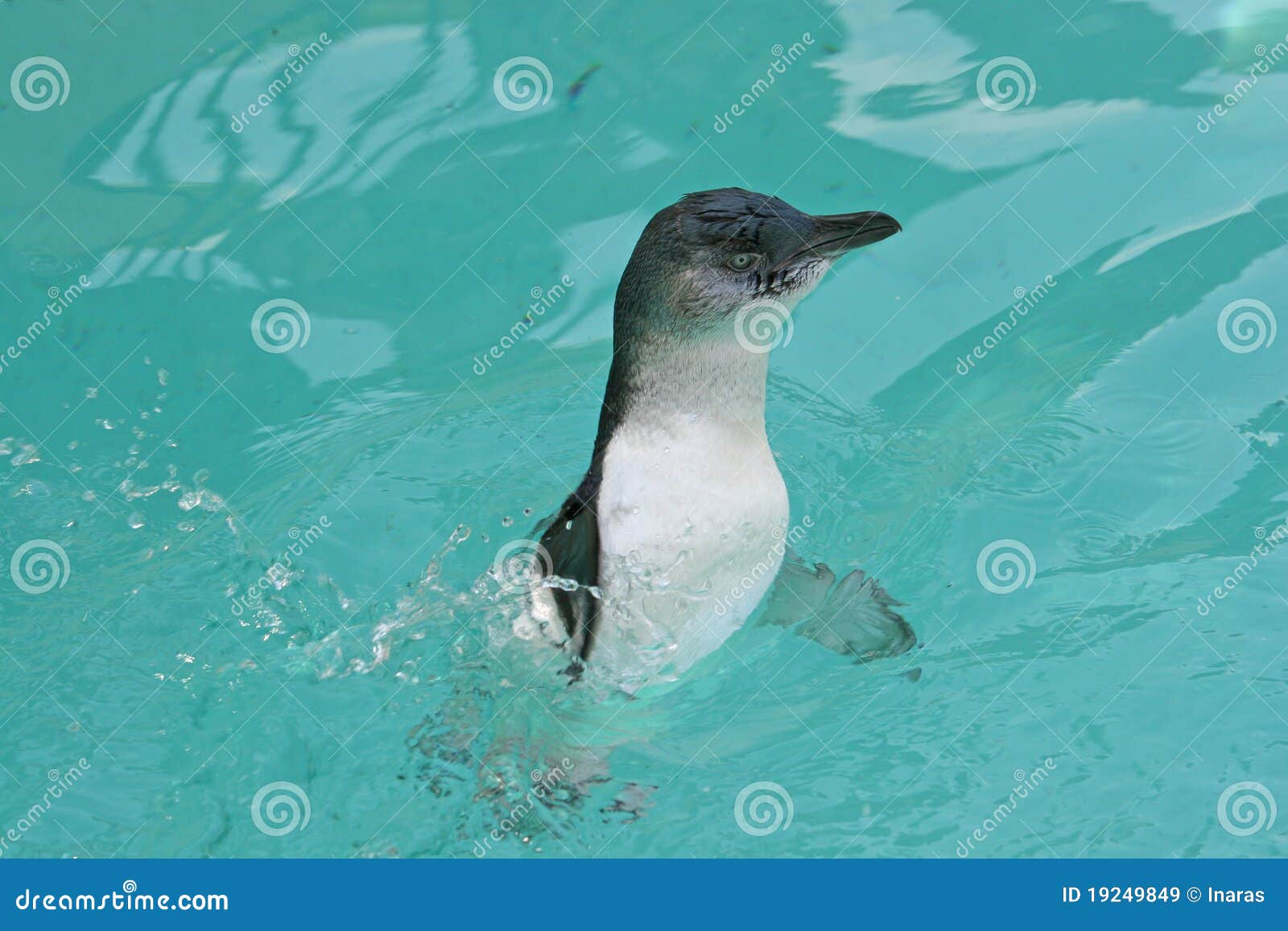 Fairy Penguin Royalty-Free Stock Image | CartoonDealer.com #28488406