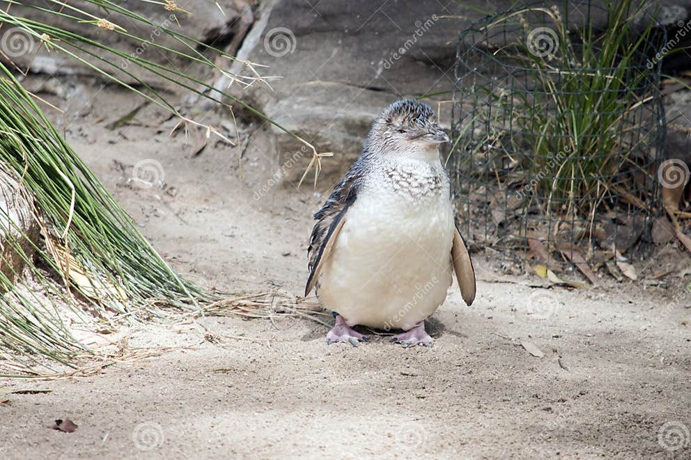 The Fairy Penguin Walked Down the Path Toward the Water Stock Photo ...