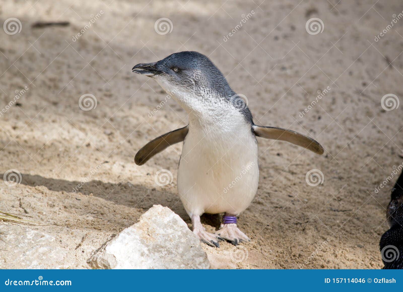 The Fairy Penguin is Stretching His Arms Stock Photo - Image of nails ...