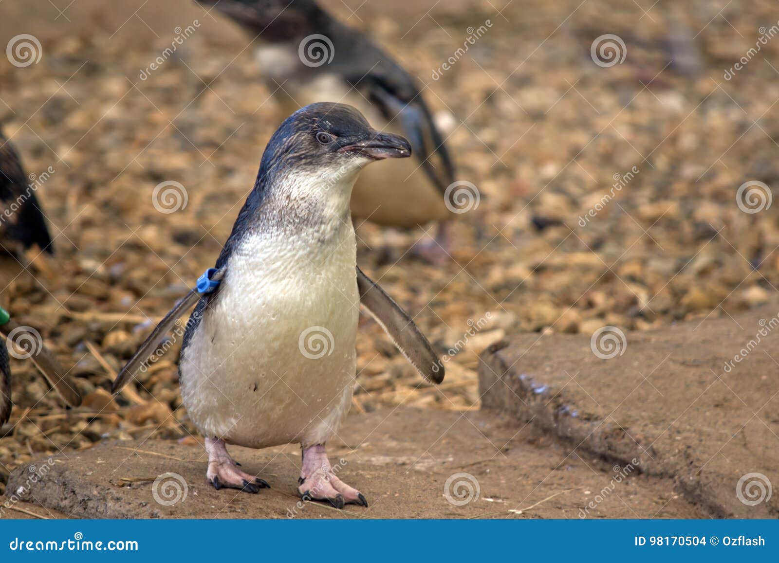 Fairy Penguin Royalty-Free Stock Image | CartoonDealer.com #28488406