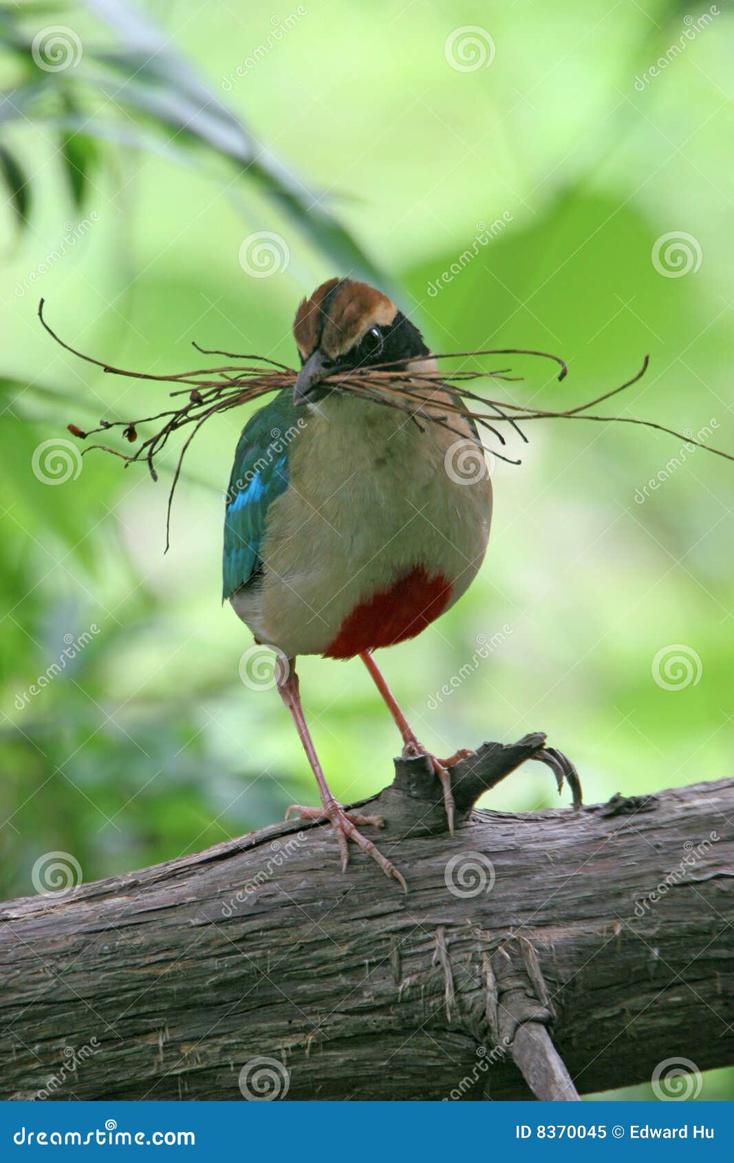 Fairy Pitta(1) stock image. Image of fairy, pitta, nesting - 8370045